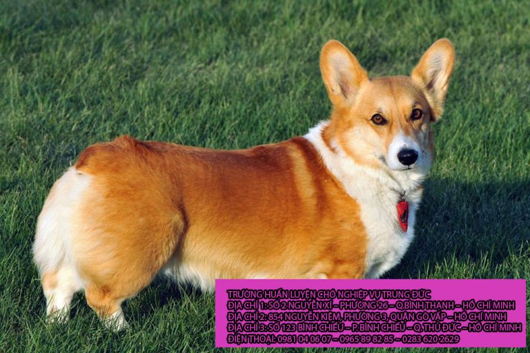 Chó cảnh đẹp - ⭐ TRUNG ĐỨC