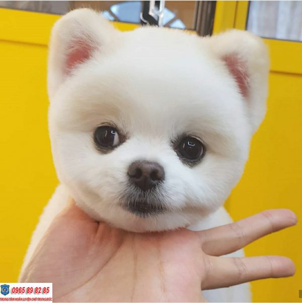 Top 5 loài chó cảnh đẹp nhất trên thế giới