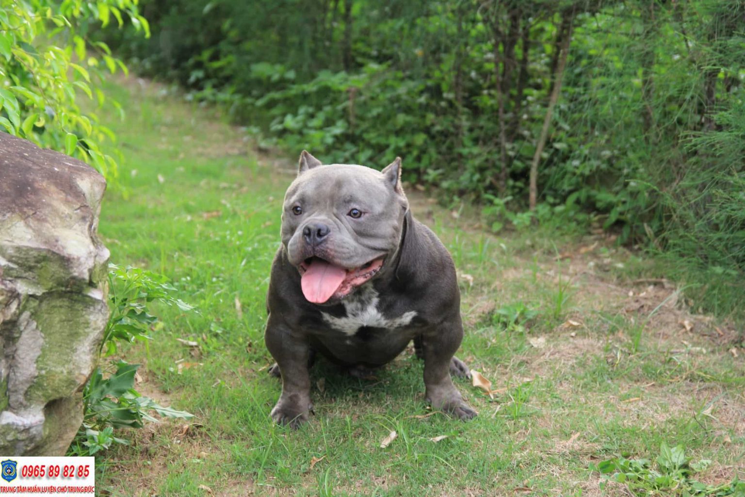 Hướng dẫn cách huấn luyện chó Bull đơn giản ngay tại nhà