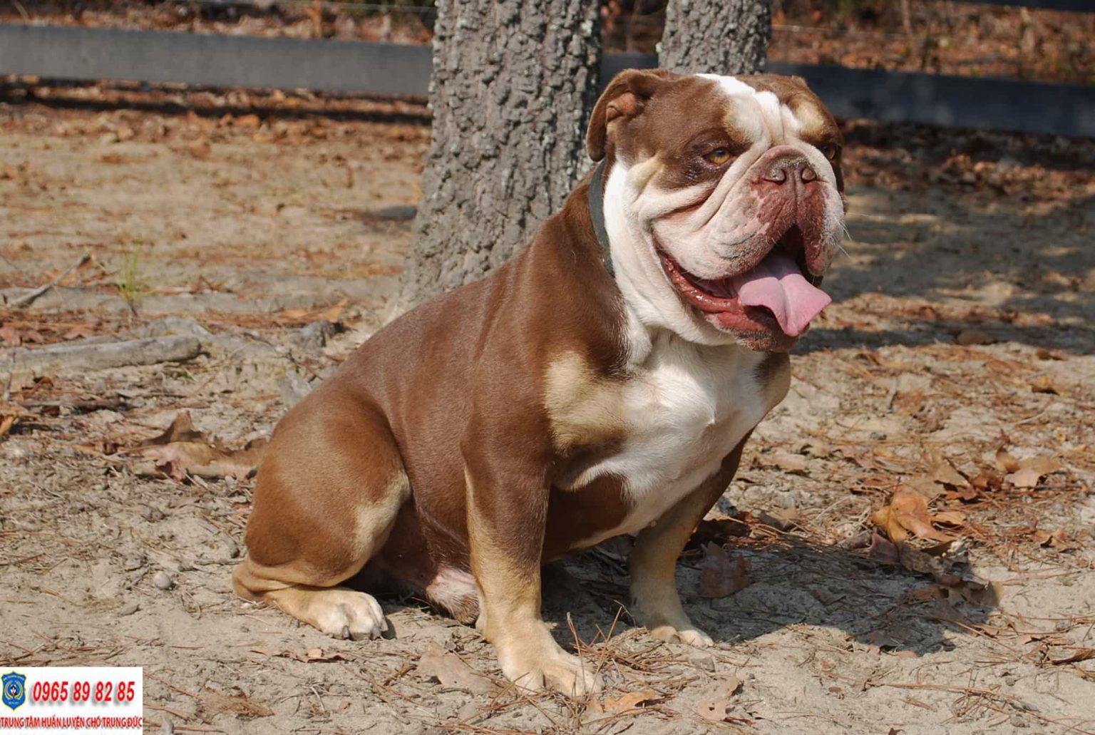 Hướng dẫn cách huấn luyện chó Bull đơn giản ngay tại nhà