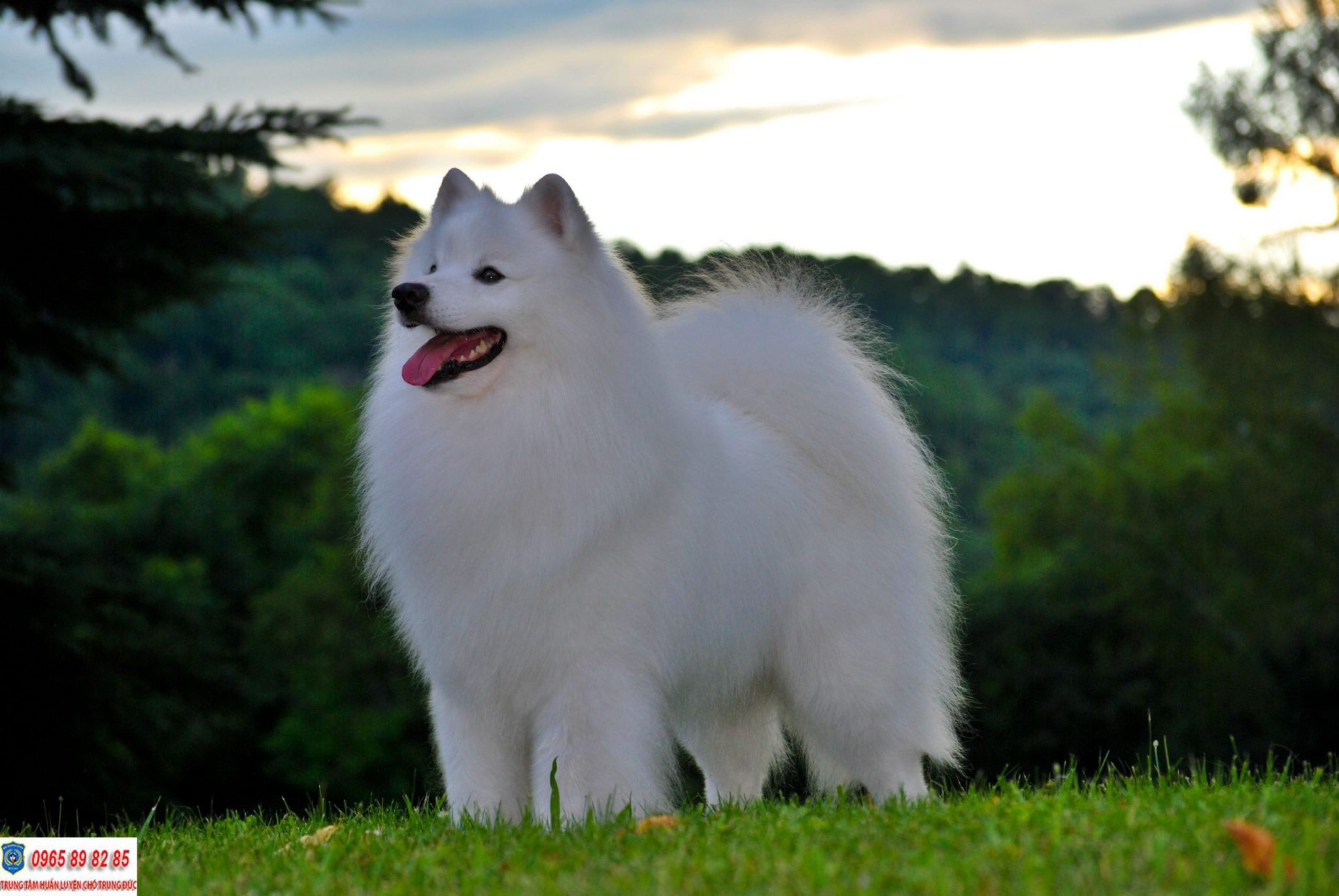 Những bí quyết giúp chó Samoyed không sủa nhiều